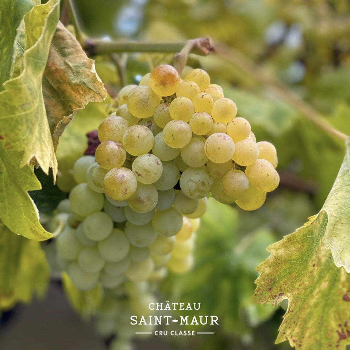 Les Domaines Roger Zannier investissent le Beaujolais - Zannier